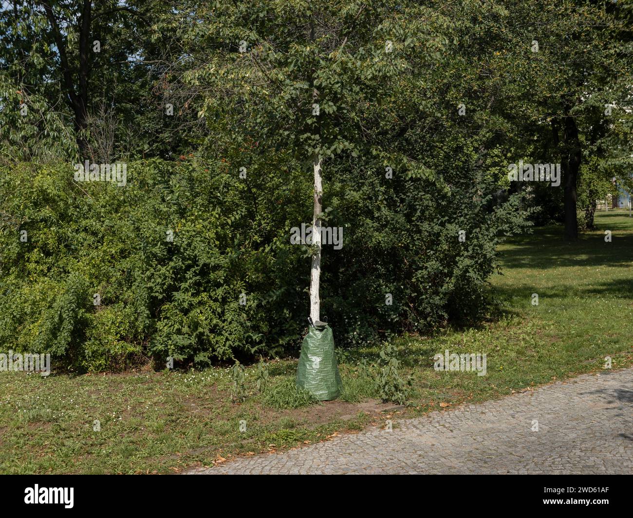 Tree with a watering bag in a park. The sack is releasing water slowly ...