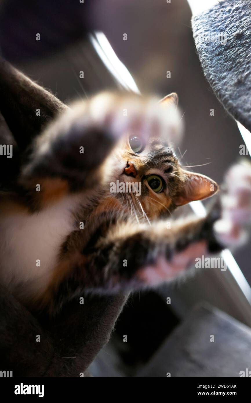 Crazy cute cat playing, fuzzy feline tabby kitty, face, paws, fur ...