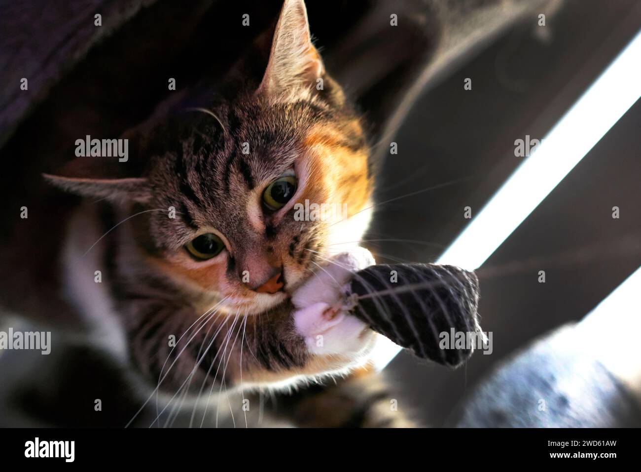 Crazy cute cat playing, fuzzy feline tabby kitty, face, paws, fur ...