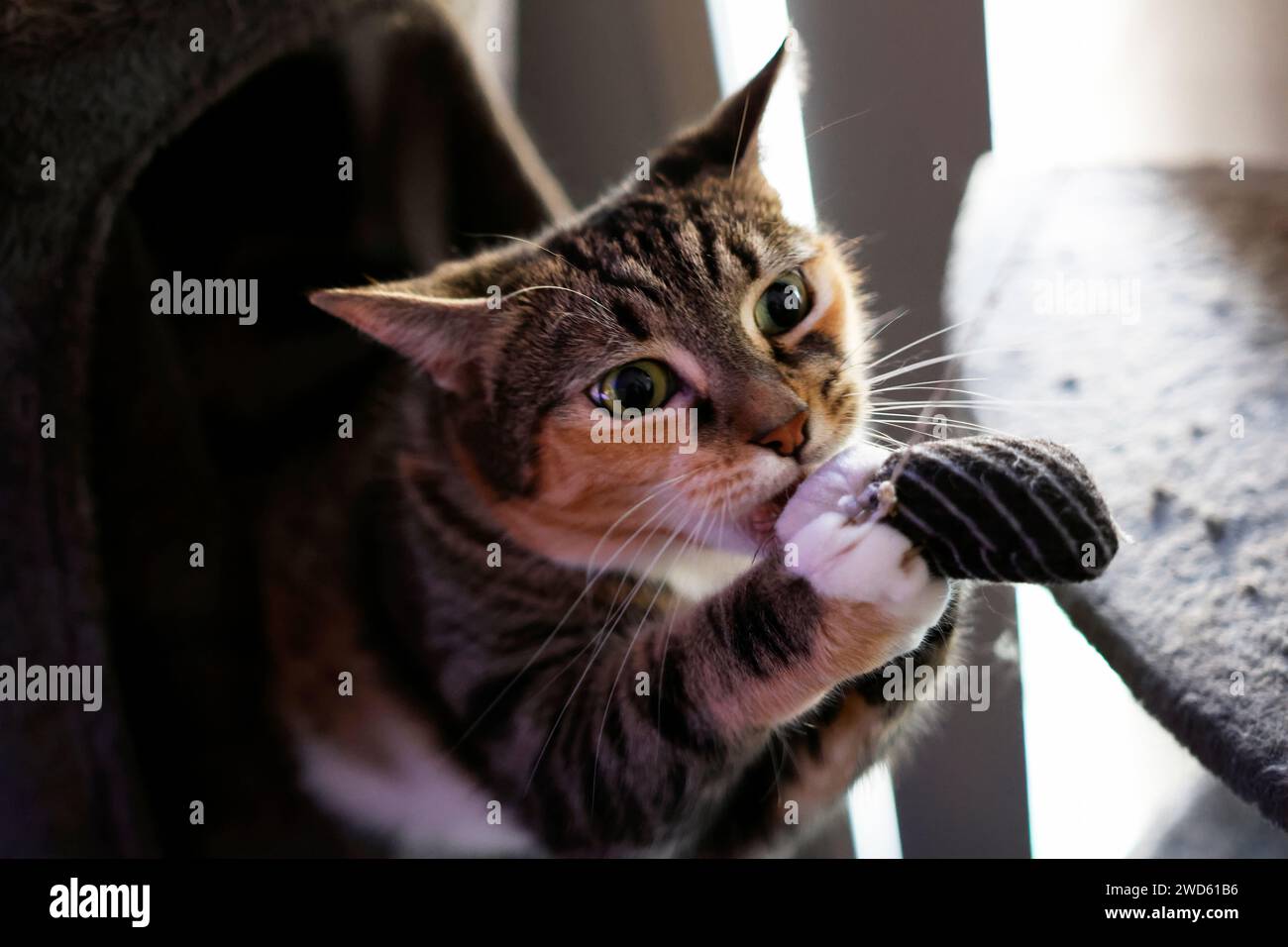 Crazy cute cat playing, fuzzy feline tabby kitty, face, paws, fur ...