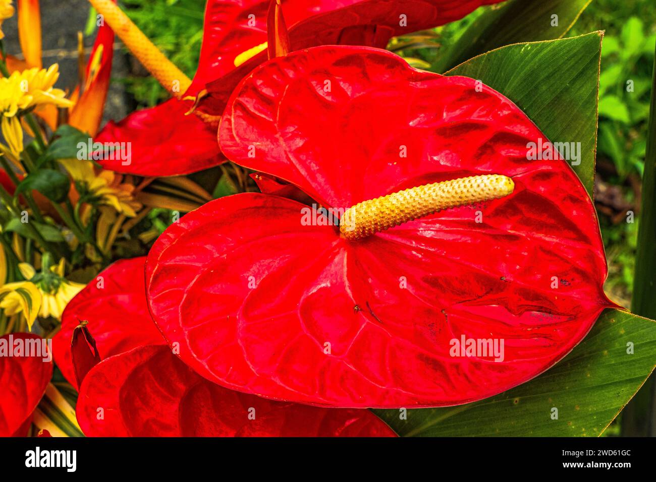 Blooming red Anthurium in Liliuokelani Park & Gardens, Hilo Hawaii ...