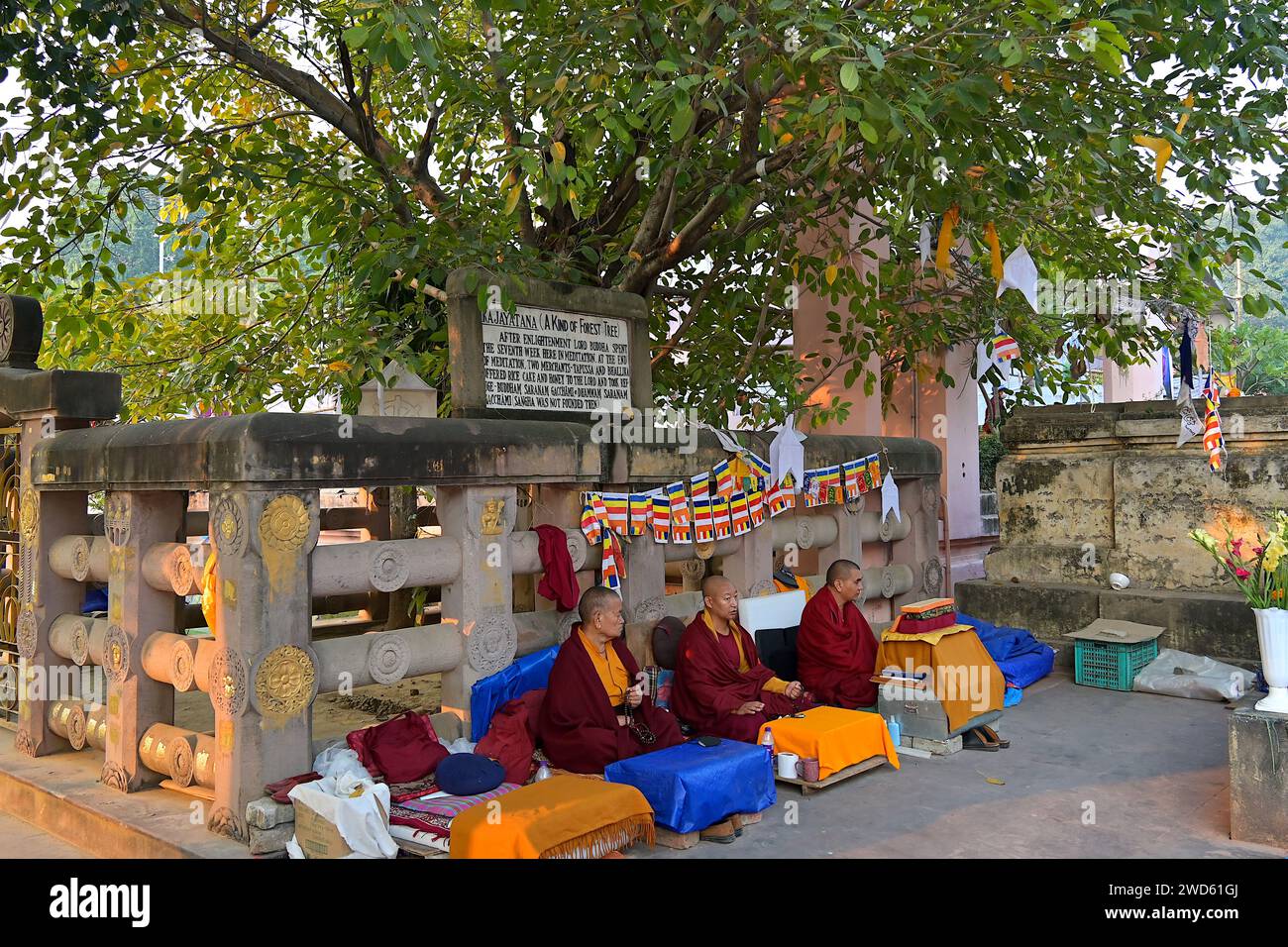 Monks praying under the Rajayatana Tree, where Buddha meditated during ...