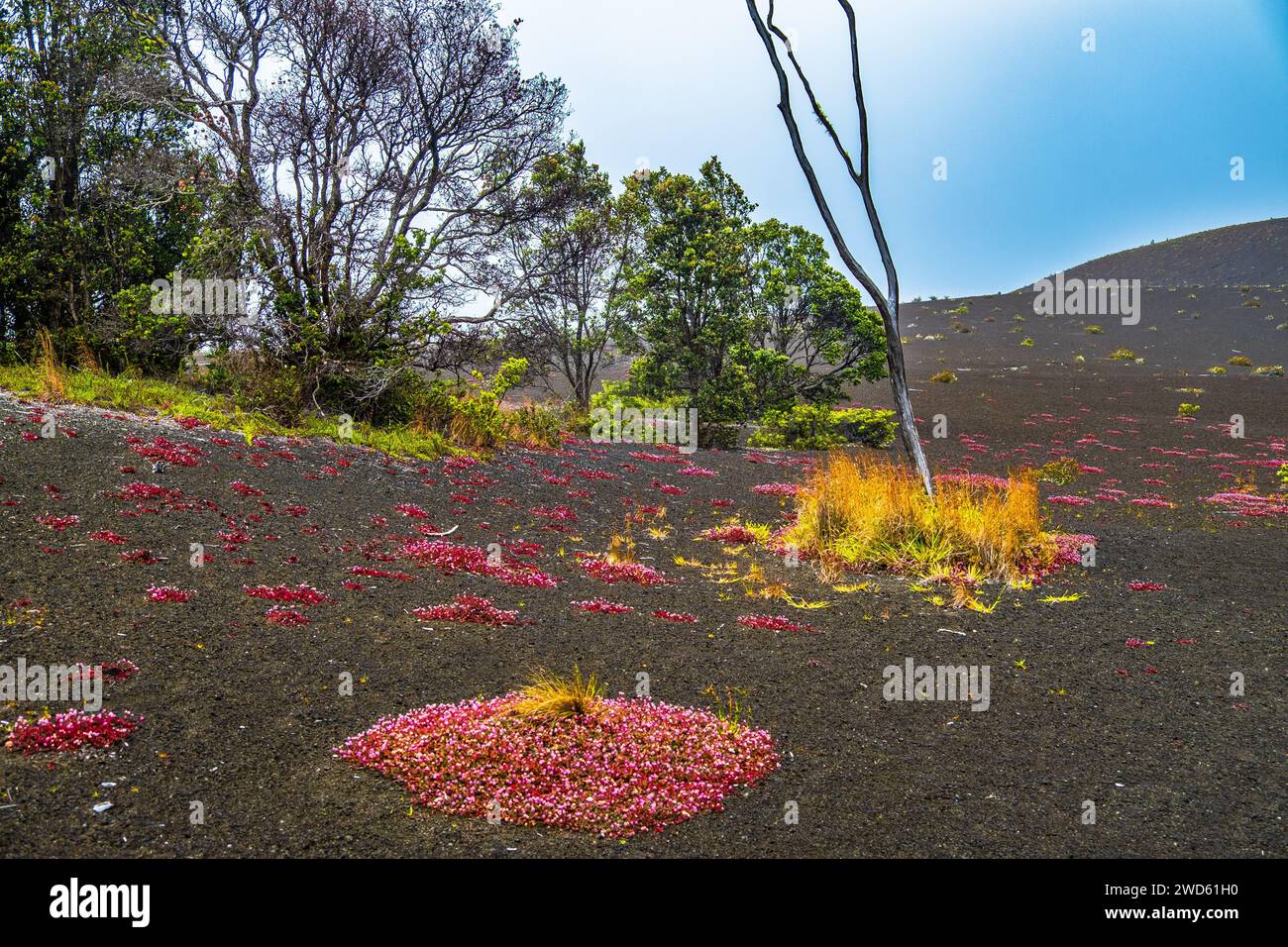 Life renewed on lava flows on the Devastation Trail in Hawaii Volcanoes ...