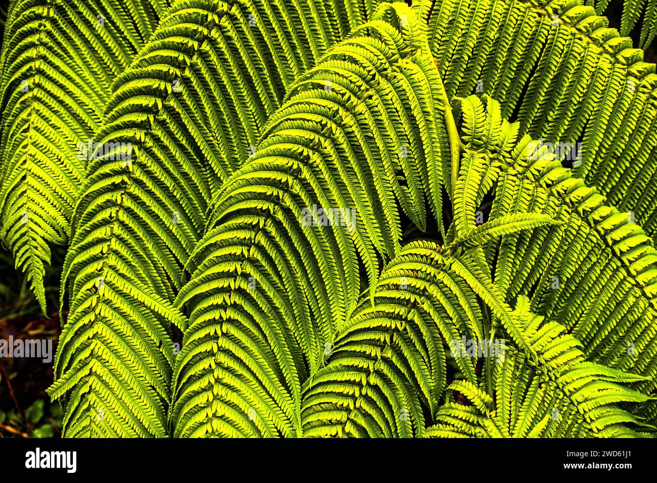 Tropical ferns hi-res stock photography and images - Alamy