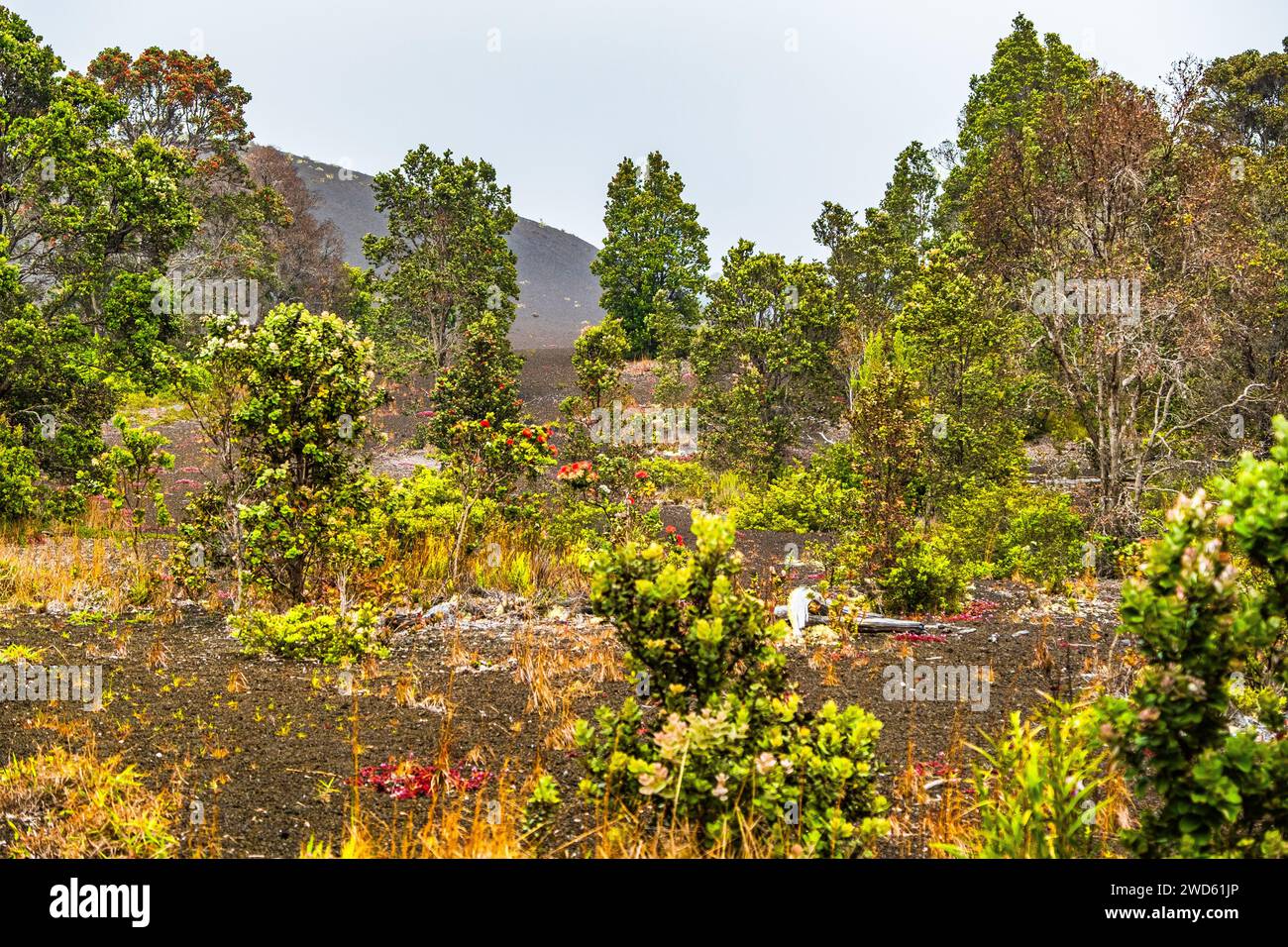 Lava flows along the Devastation Trail in Hawaii Volcanoes National ...
