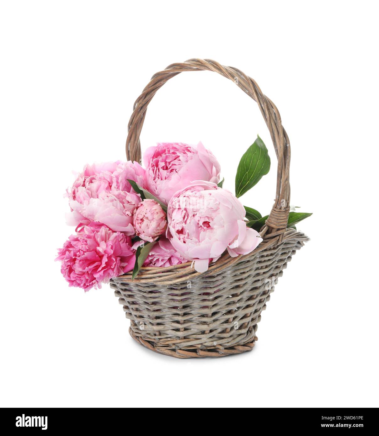 Stylish pink white peonies Cut Out Stock Images & Pictures - Alamy