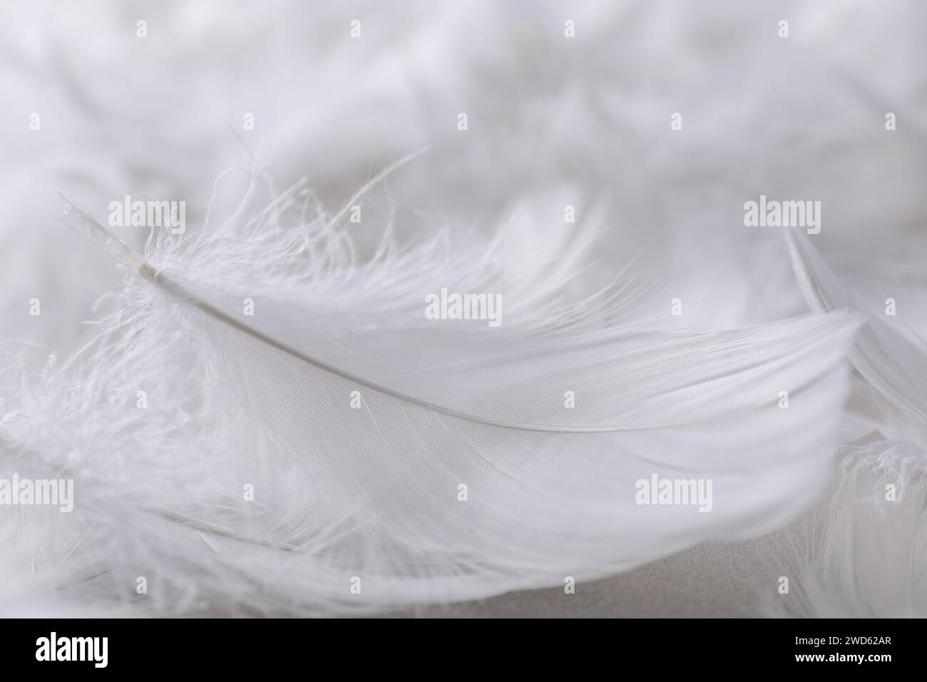 Fluffy white feathers on blurred background, closeup Stock Photo - Alamy