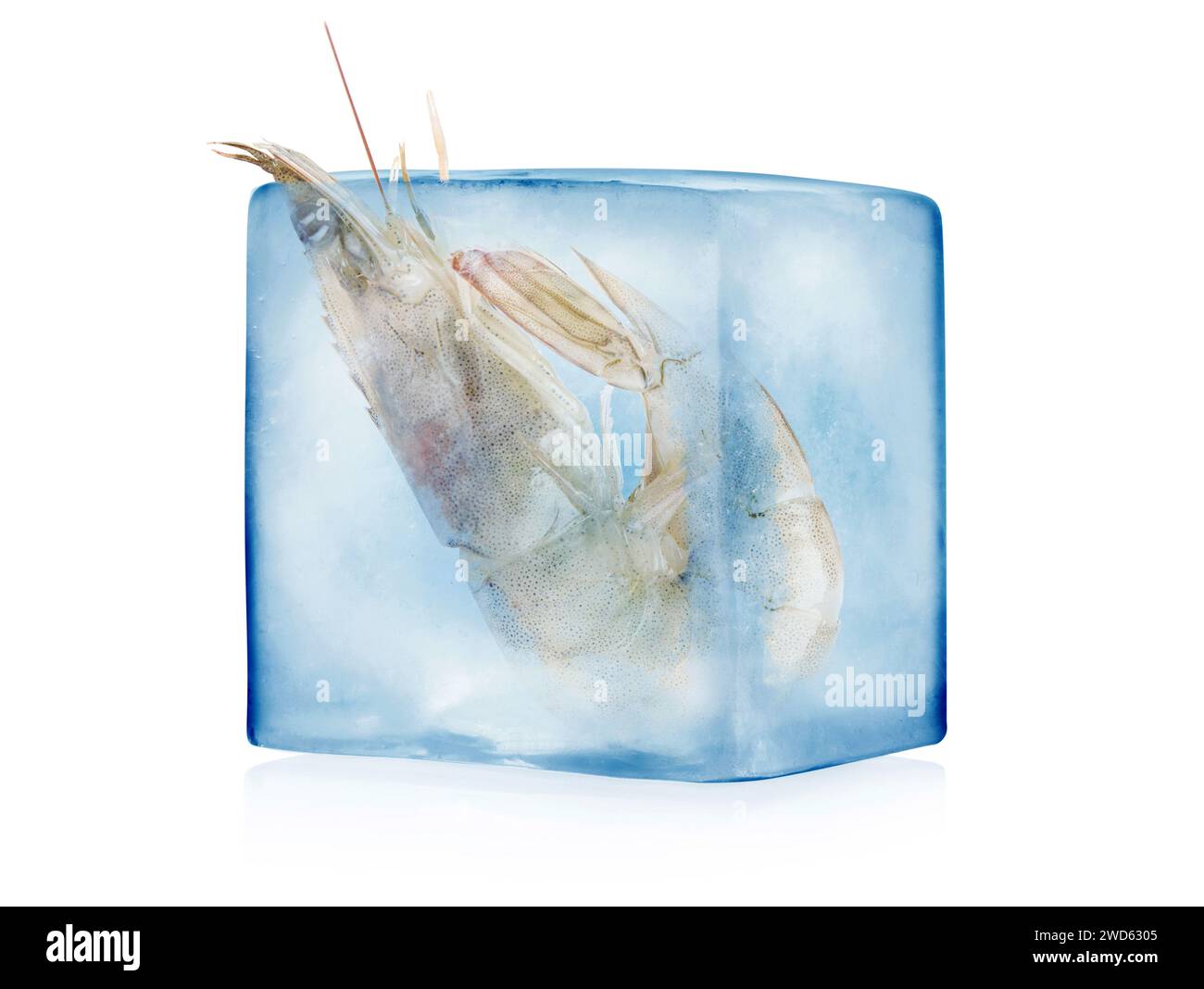 Frozen food. Raw shrimp in ice cube isolated on white Stock Photo - Alamy