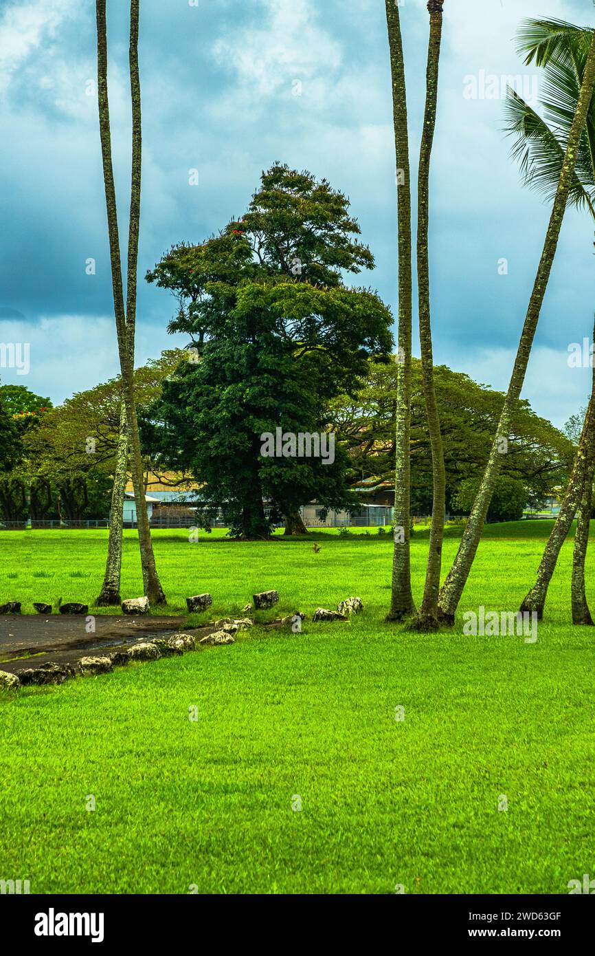 Monkeypod tree framed by palm trees in Liliuokelani Park & Gardens in Hilo Hawaii Stock Photo ...