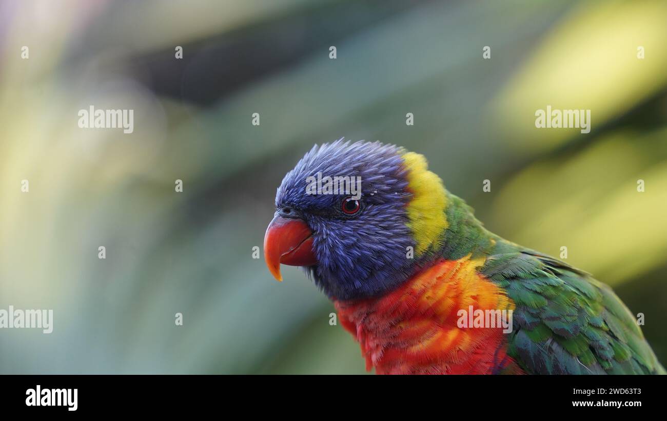 Parrot zoom hi-res stock photography and images - Alamy