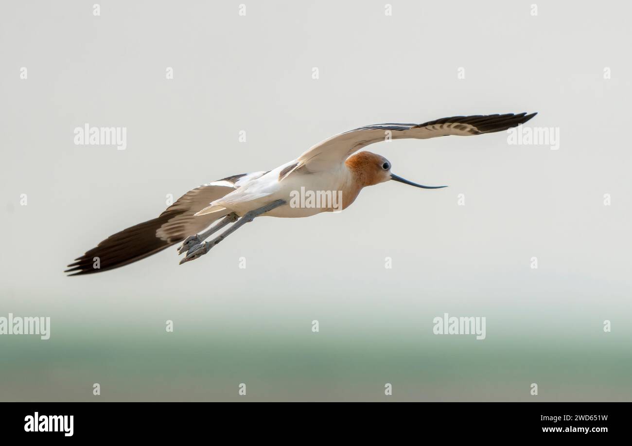 Avocet in Flight Summer in Sasktchewan Canada Background Stock Photo ...