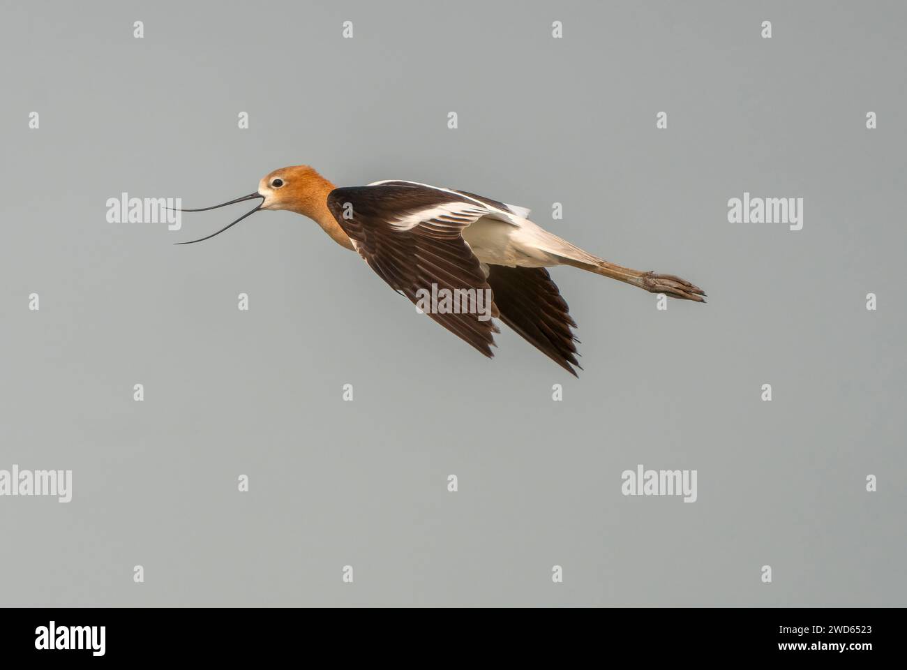 Avocet in Flight Summer in Sasktchewan Canada Background Stock Photo ...
