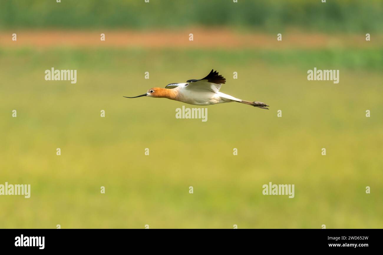 Avocet in Flight Summer in Sasktchewan Canada Background Stock Photo ...