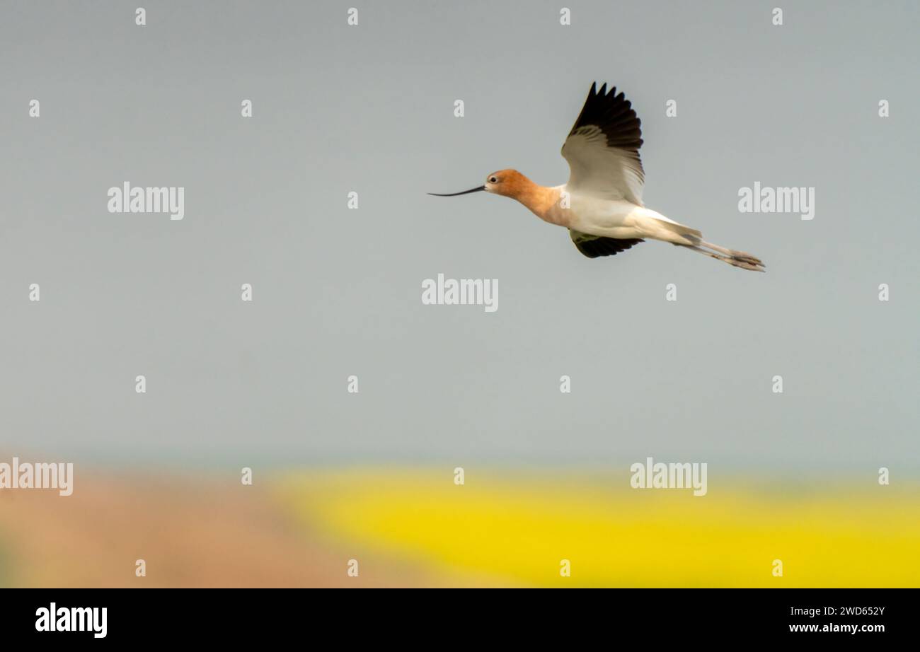 Avocet in Flight Summer in Sasktchewan Canada Background Stock Photo ...