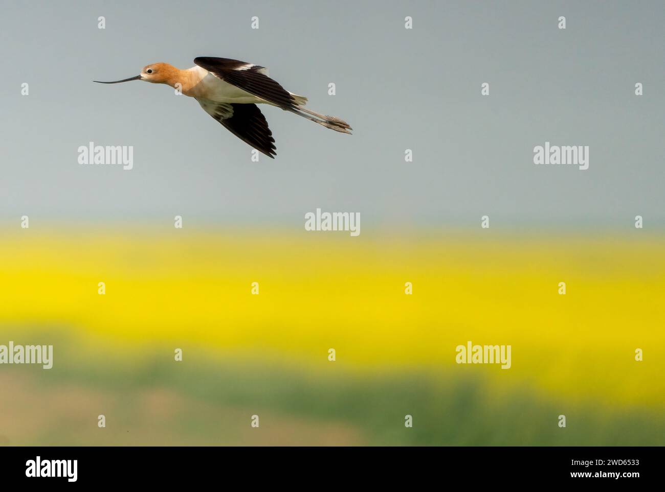 Avocet in Flight Summer in Sasktchewan Canada Background Stock Photo ...