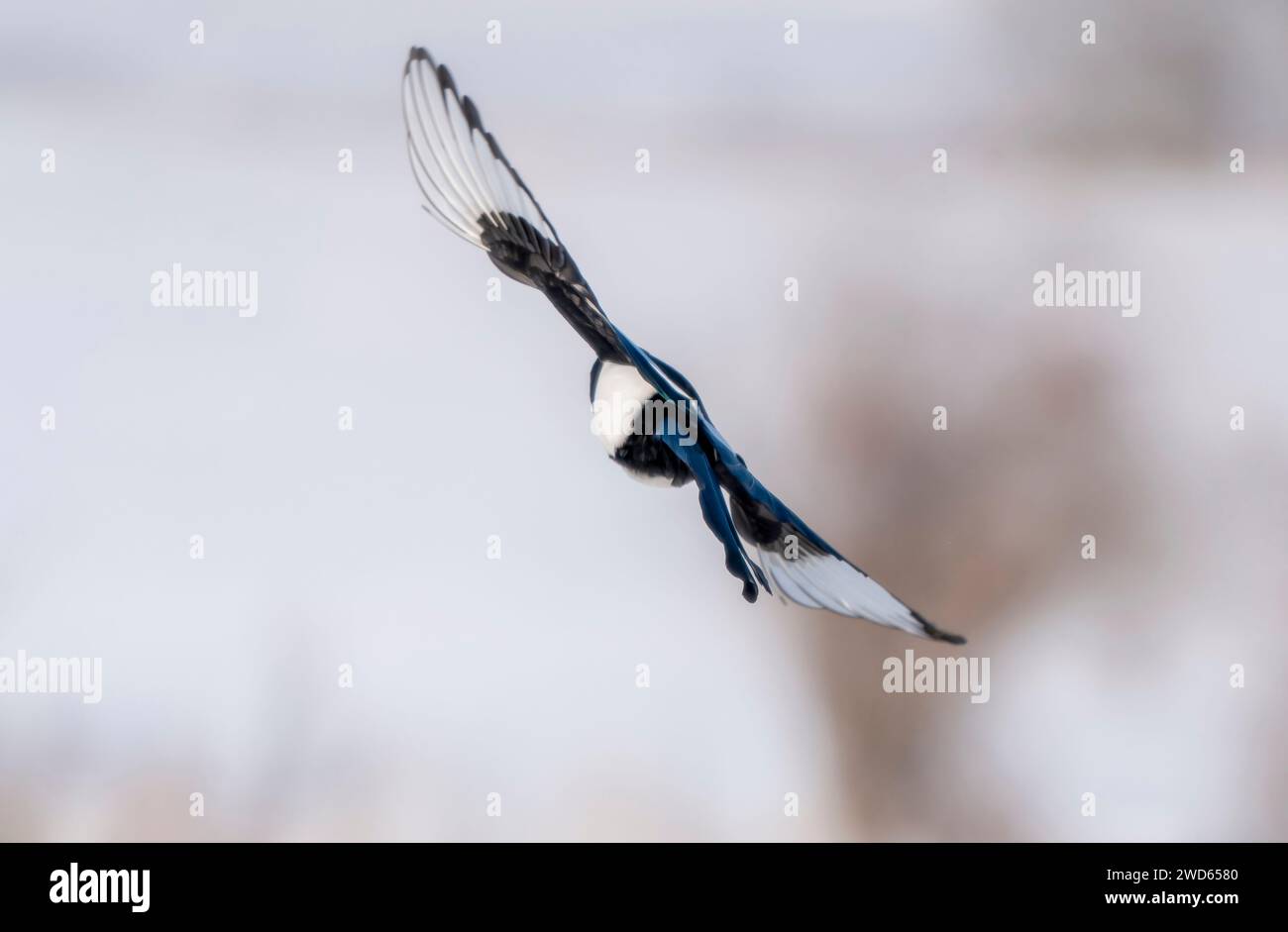Magpie in flight hi-res stock photography and images - Alamy