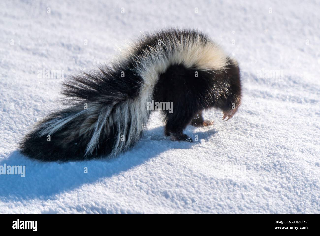 Skunk canada hi-res stock photography and images - Alamy