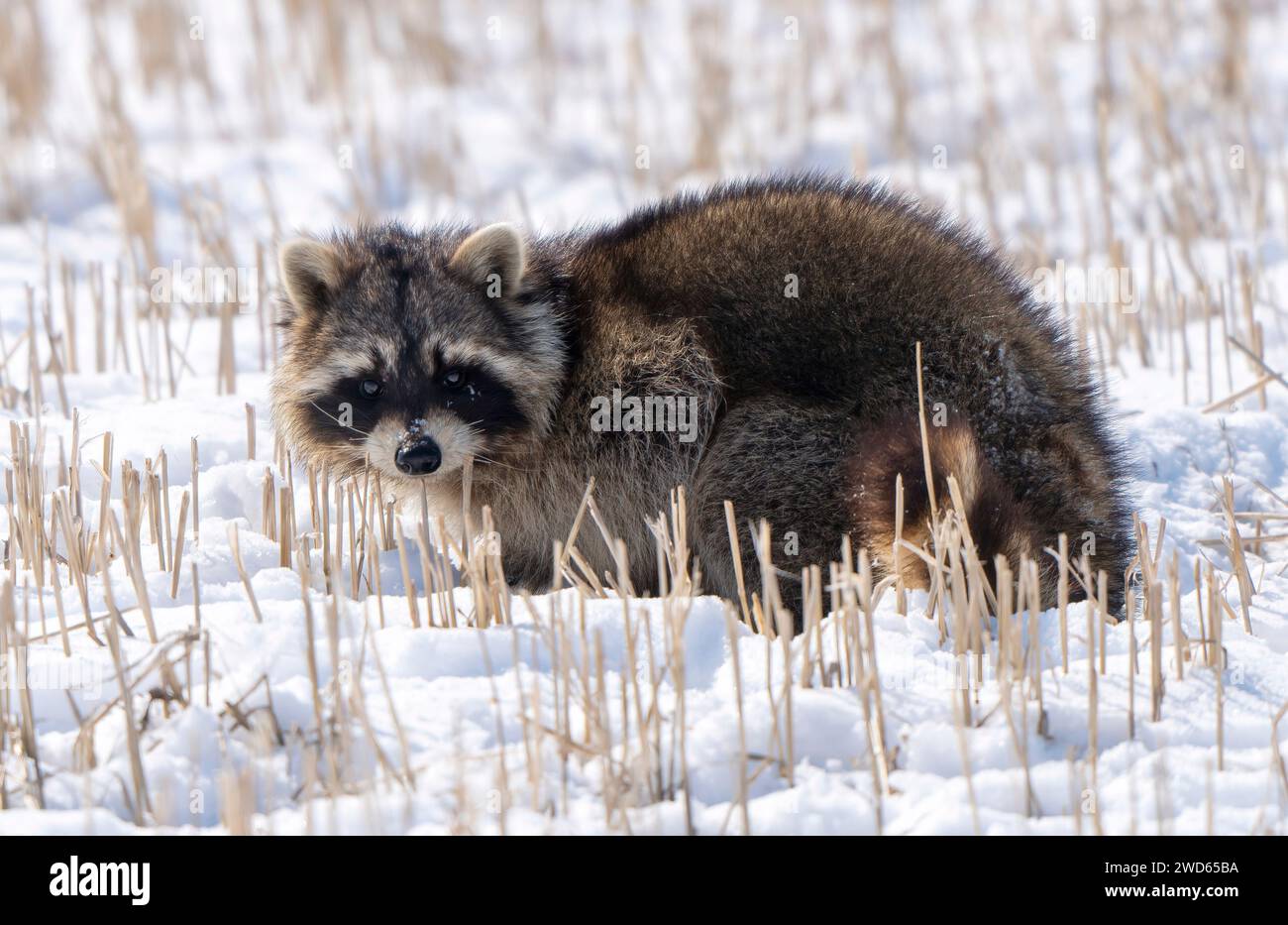 Racoon snow hi-res stock photography and images - Alamy
