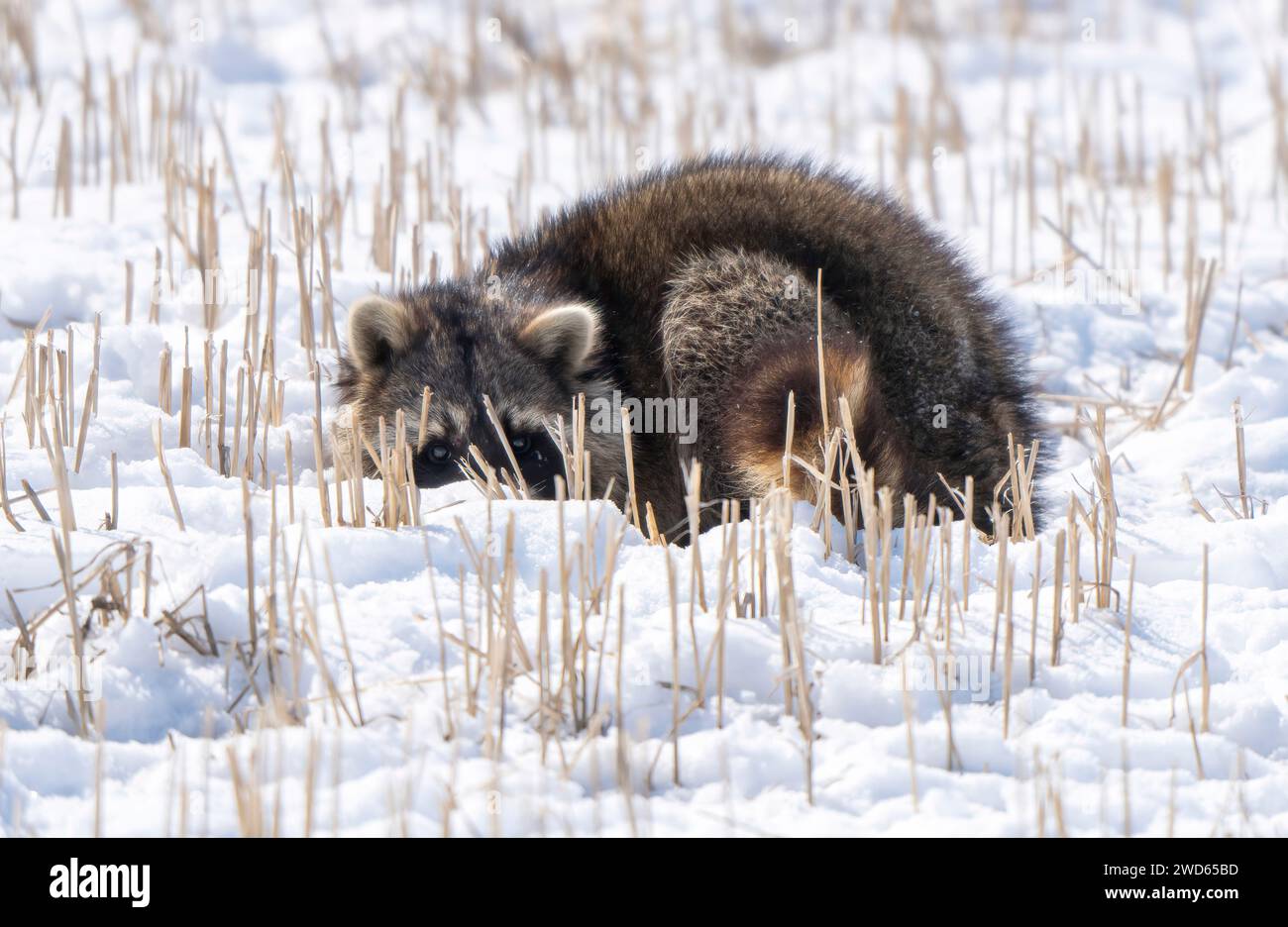 Racoon snow hi-res stock photography and images - Alamy