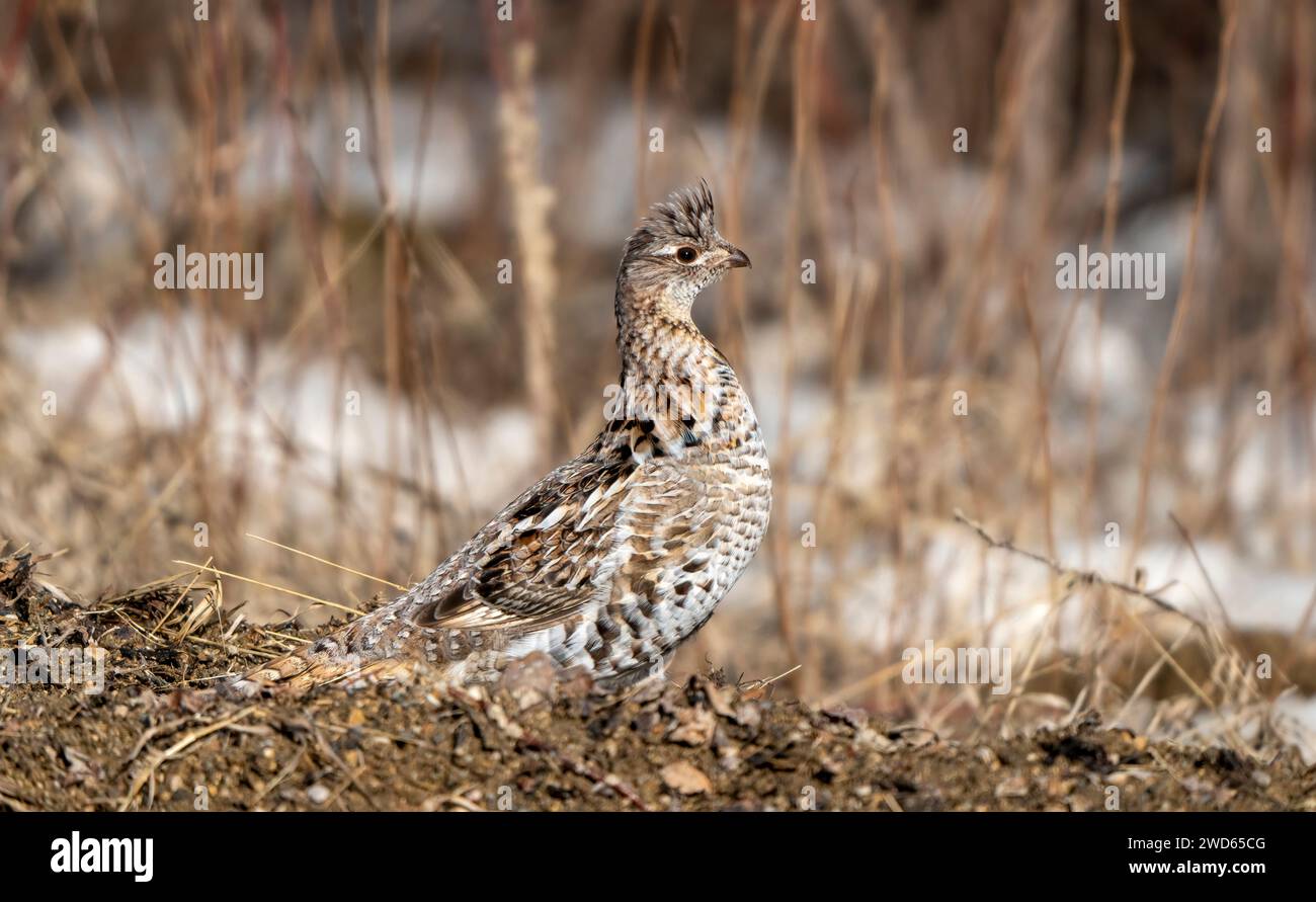 Ruffed Grouse Saskatchewan in Lek Mating Dance Ritual Stock Photo - Alamy