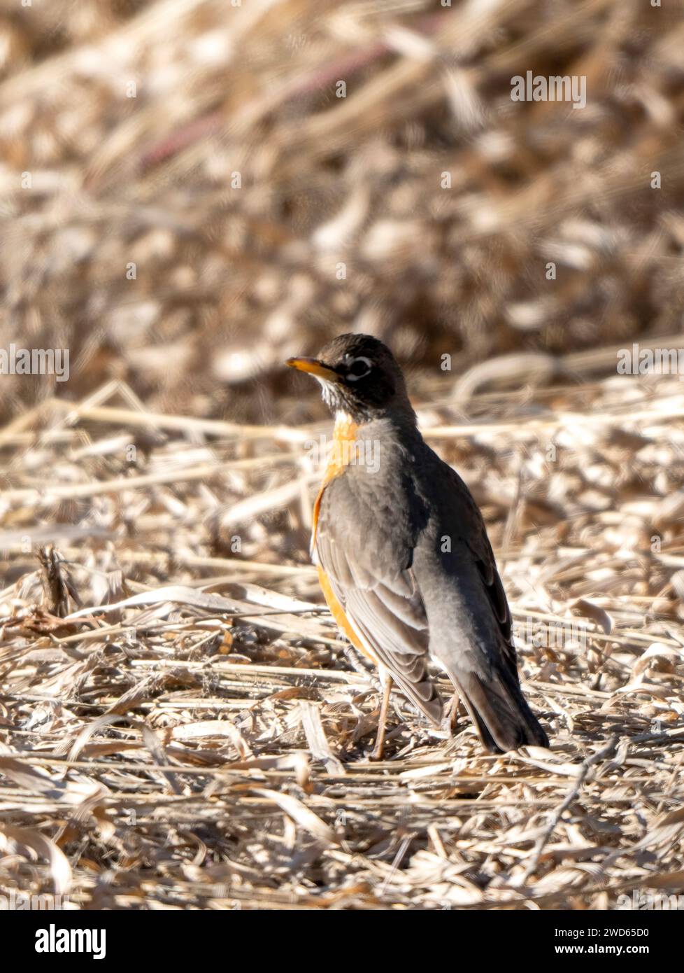 Robin in Spring on the Ground Canada Stock Photo - Alamy