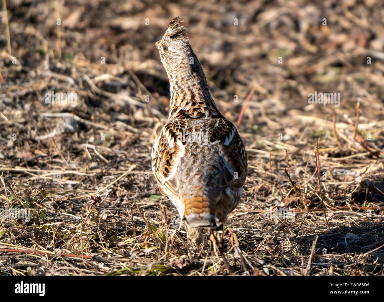 Ruffed Grouse Saskatchewan in Lek Mating Dance Ritual Stock Photo - Alamy