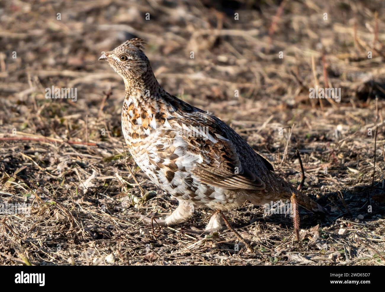 Lek mating ritual dance hi-res stock photography and images - Alamy