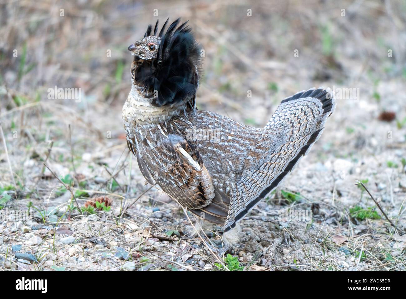 Lek mating ritual dance hi-res stock photography and images - Alamy
