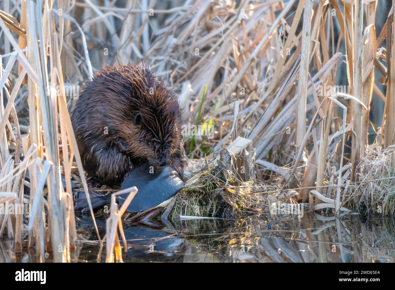 Close Up Beaver in a Marsh Northern Saskatchewan Stock Photo - Alamy