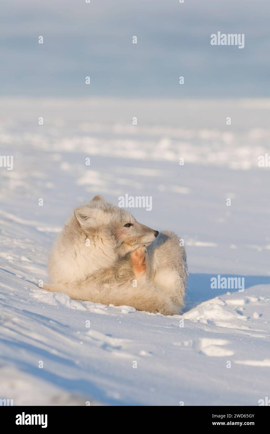 arctic fox Alopex lagopus changing into its winter coat rests on the ...