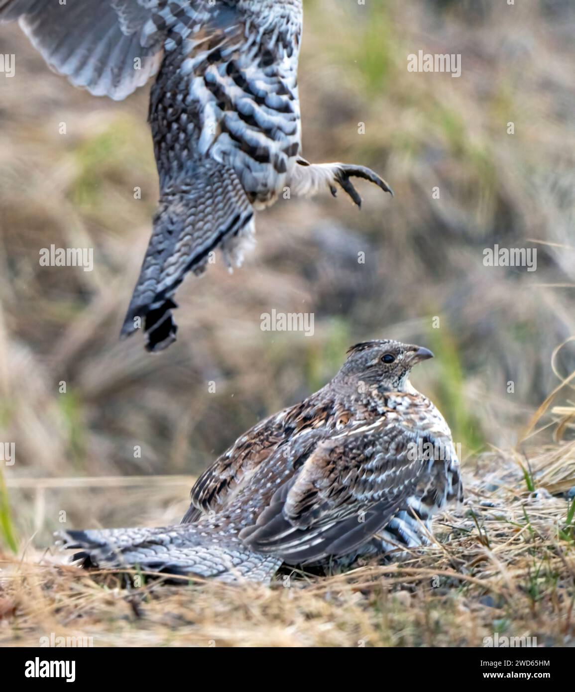 Lek mating ritual dance hi-res stock photography and images - Alamy