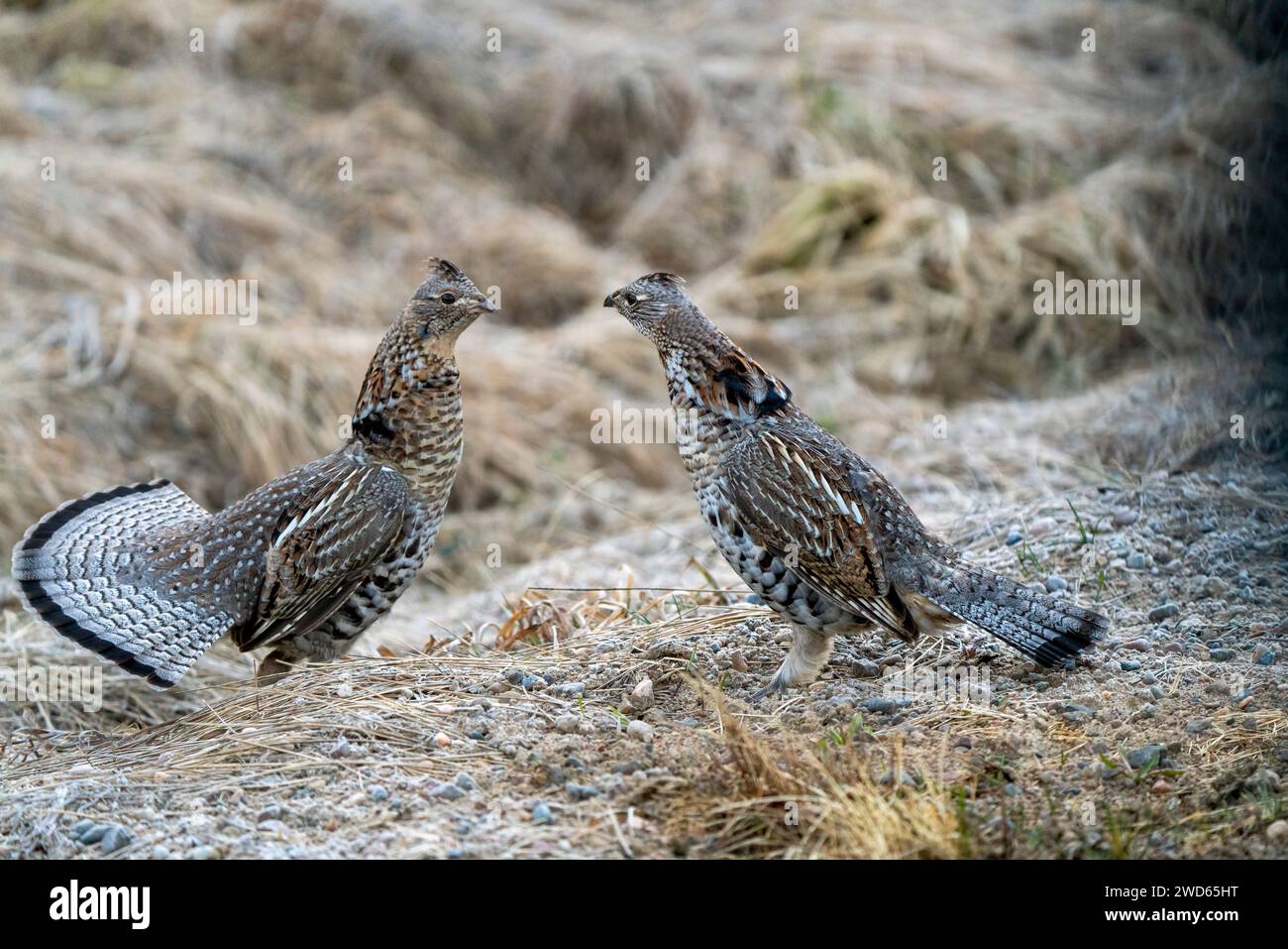 Ruffed Grouse Saskatchewan in Lek Mating Dance Ritual Stock Photo - Alamy