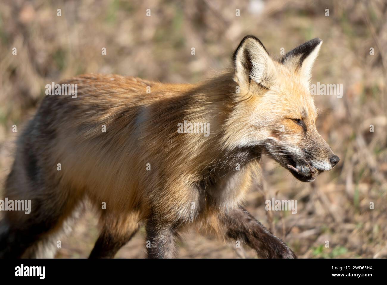 Red fox hunting hi-res stock photography and images - Alamy