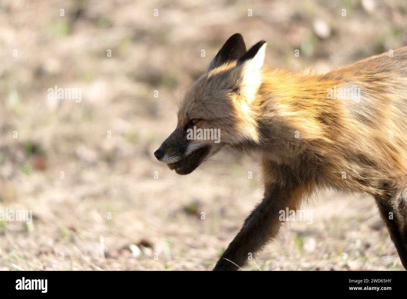 Red Fox Hunting Canada in Northern Saskatchewan Stock Photo - Alamy