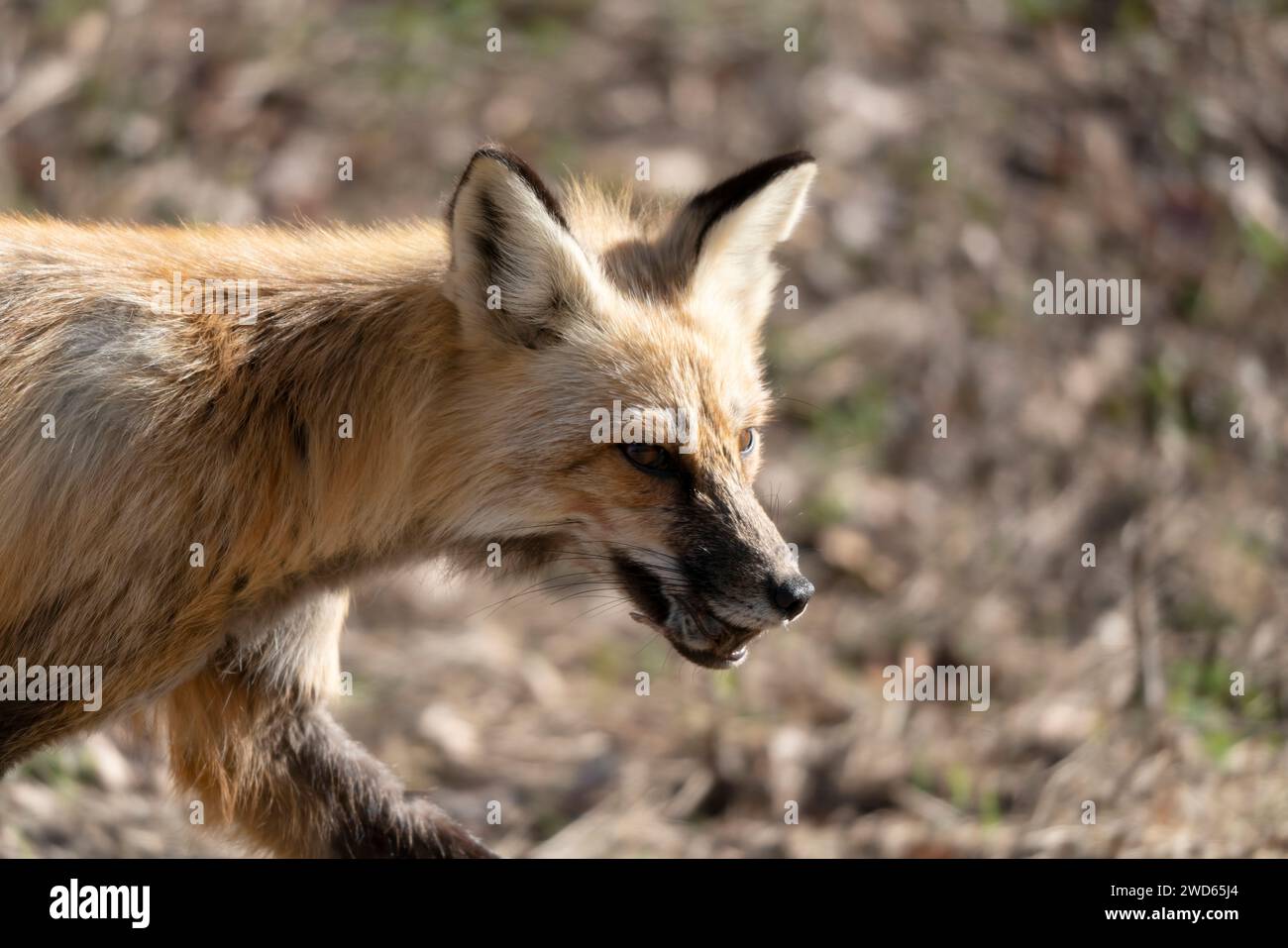 Red Fox Hunting Canada in Northern Saskatchewan Stock Photo - Alamy