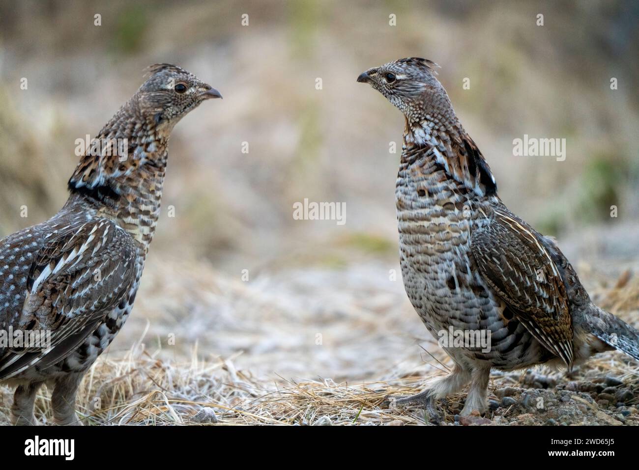Lek mating ritual dance hi-res stock photography and images - Alamy