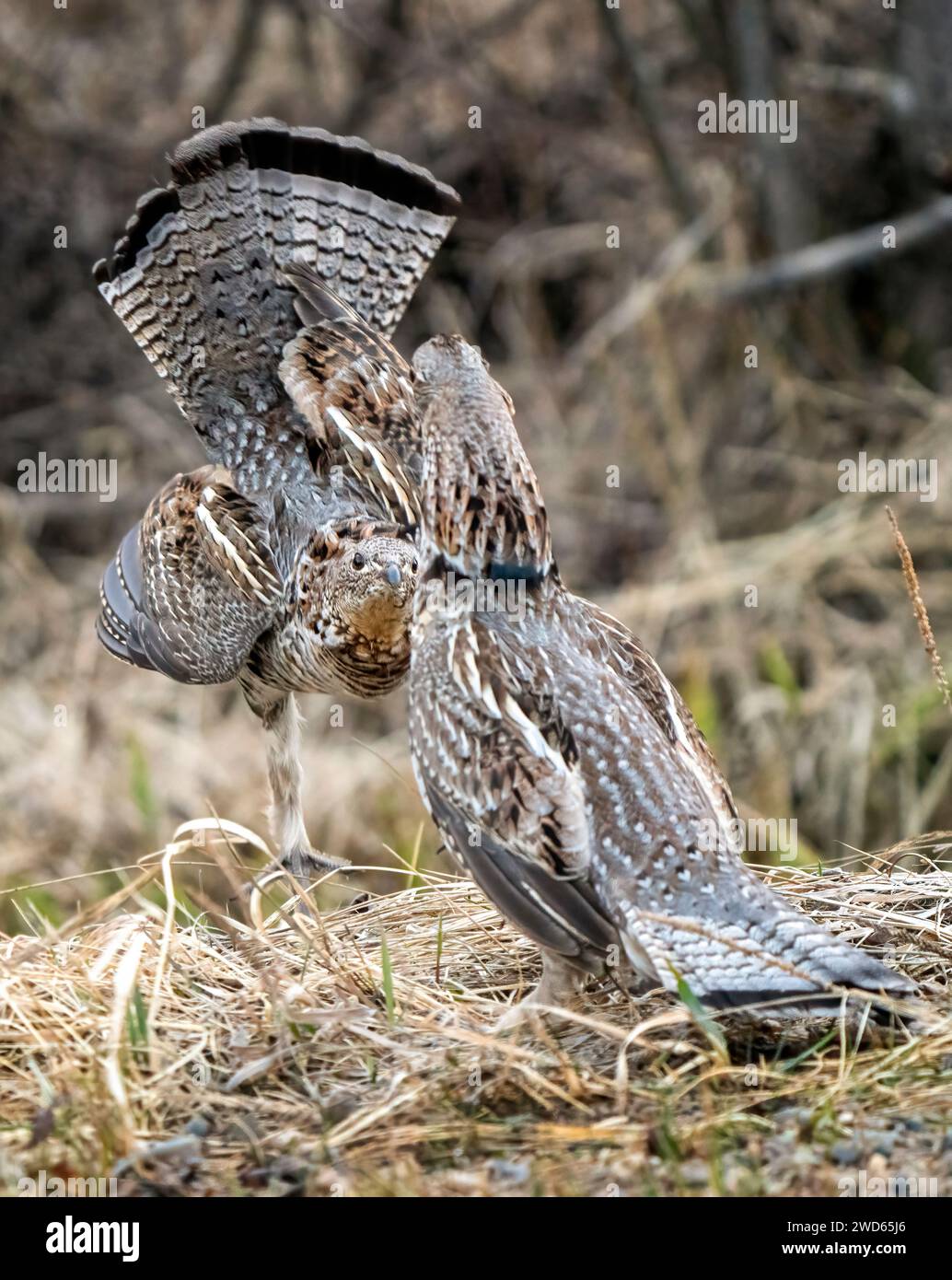 Ritual mating dance wild hi-res stock photography and images - Alamy
