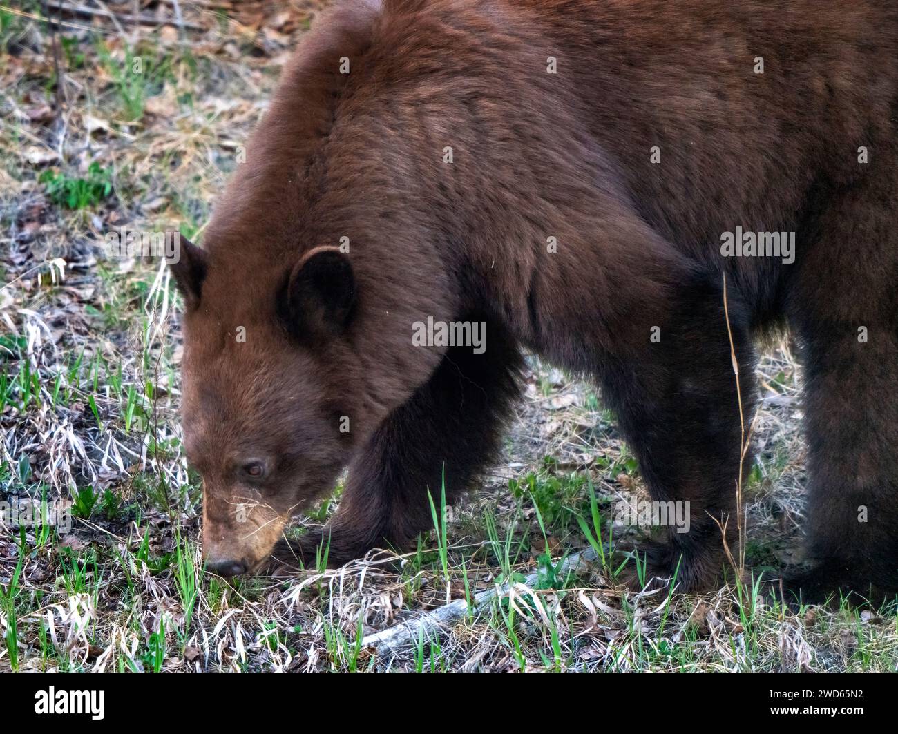 Cinnamon Black Bear in Northern Saskatchewan Canada Stock Photo - Alamy