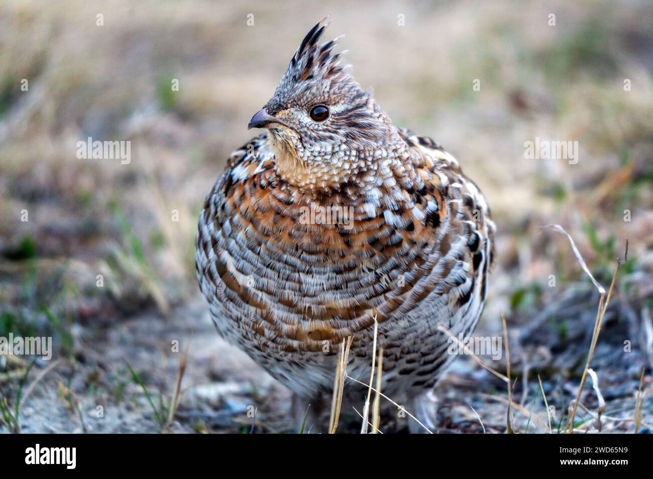 Ruffed Grouse Saskatchewan in Lek Mating Dance Ritual Stock Photo - Alamy