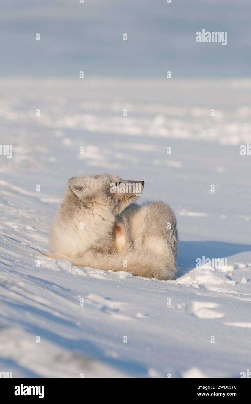 arctic fox Alopex lagopus changing into its winter coat rests on the ...
