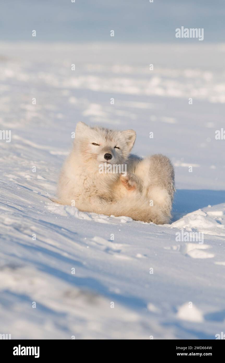 arctic fox Alopex lagopus changing into its winter coat rests on the ...