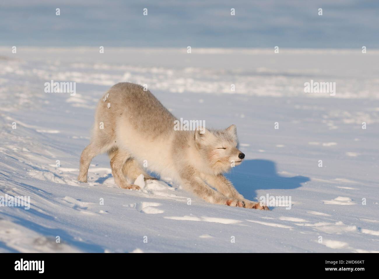 arctic fox Alopex lagopus changing into its winter coat travels on the ...