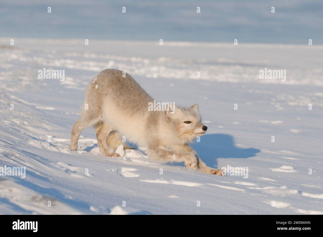 arctic fox Alopex lagopus changing into its winter coat travels on the ...