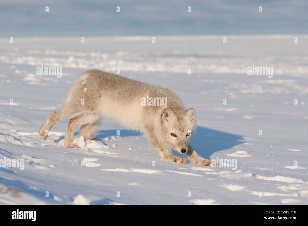 arctic fox Alopex lagopus changing into its winter coat travels on the ...