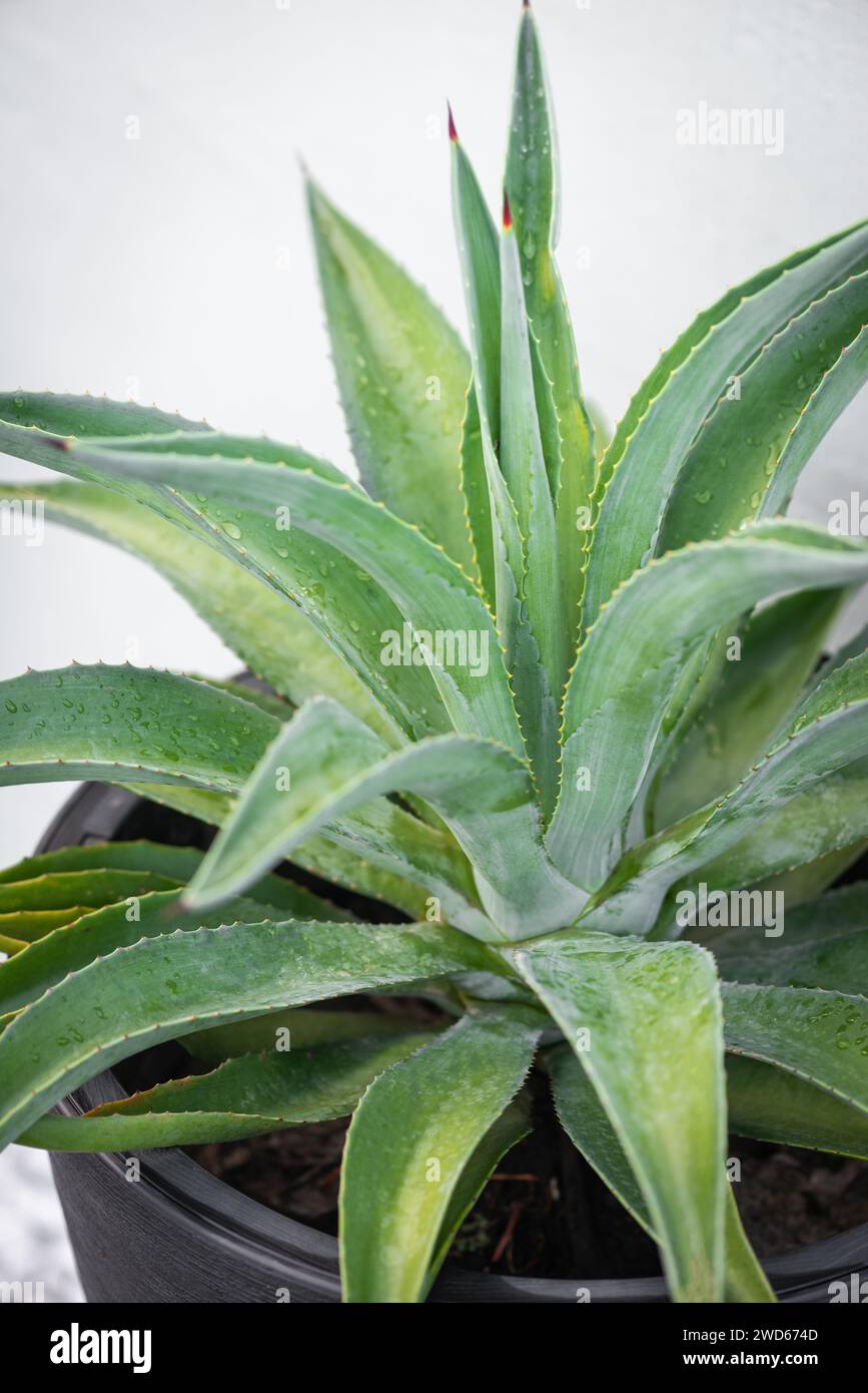 Agave plant in a black modern pot decoration exterior wall tropical ...