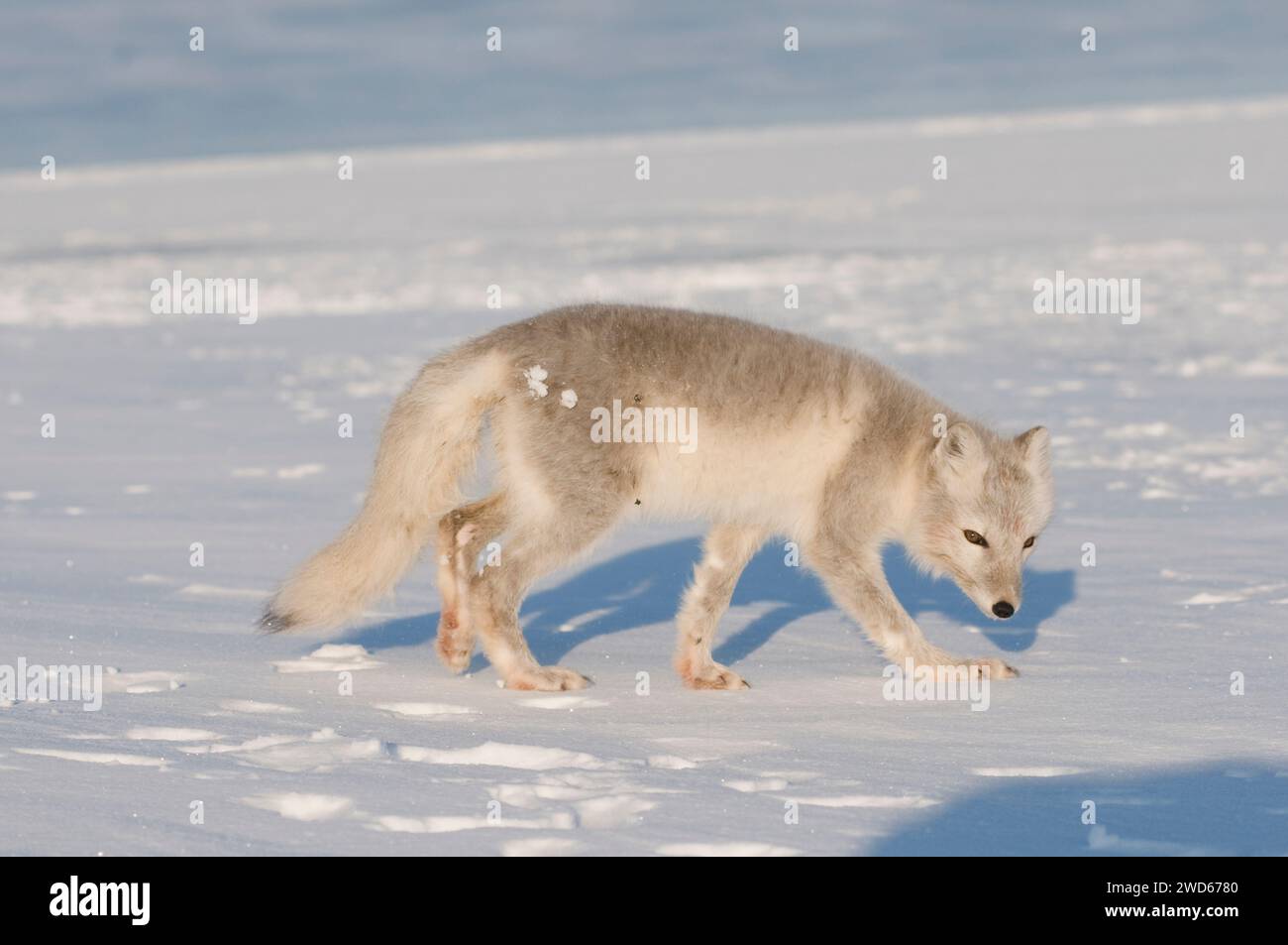 arctic fox Alopex lagopus changing into its winter coat travels on the ...