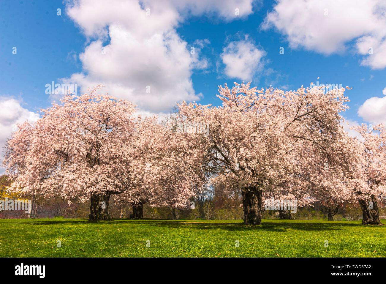 Blooming trees of Japanese cherry Sakura Stock Photo - Alamy