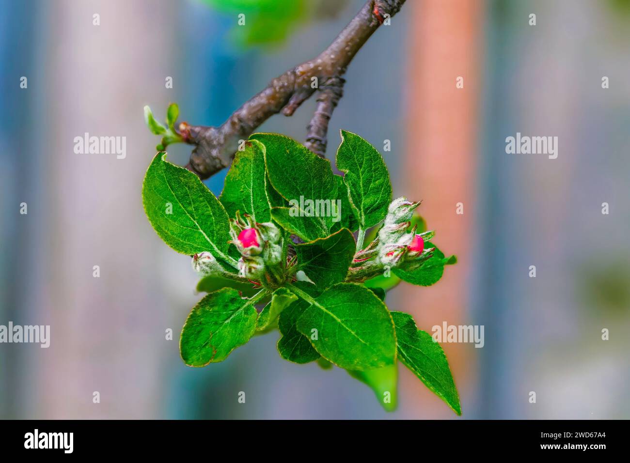 Spring Flowering , Pink Crab Apple Buds, Malus Stock Photo - Alamy