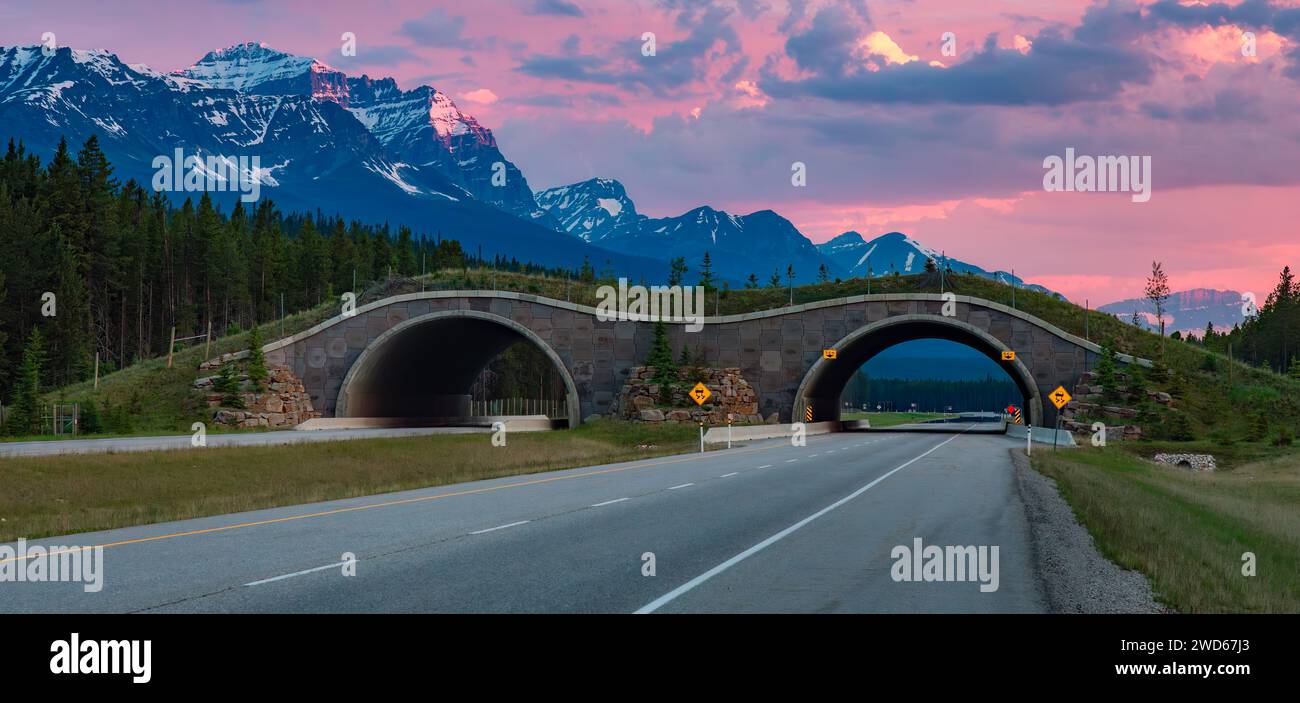 Animal crossing bridge across Trans-Canada Highway in Banff. Sunrise ...