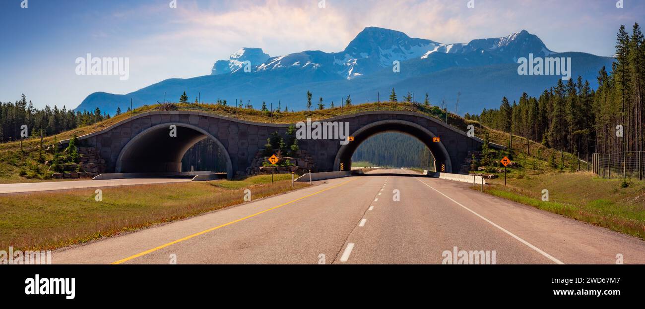 Animal crossing bridge across Trans-Canada Highway in Banff Stock Photo ...